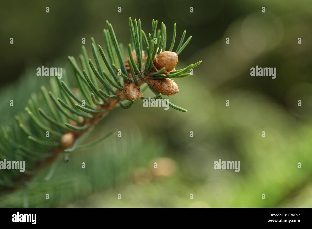 Cedar tree branch fresh buds hi-res stock photography and images - Alamy
