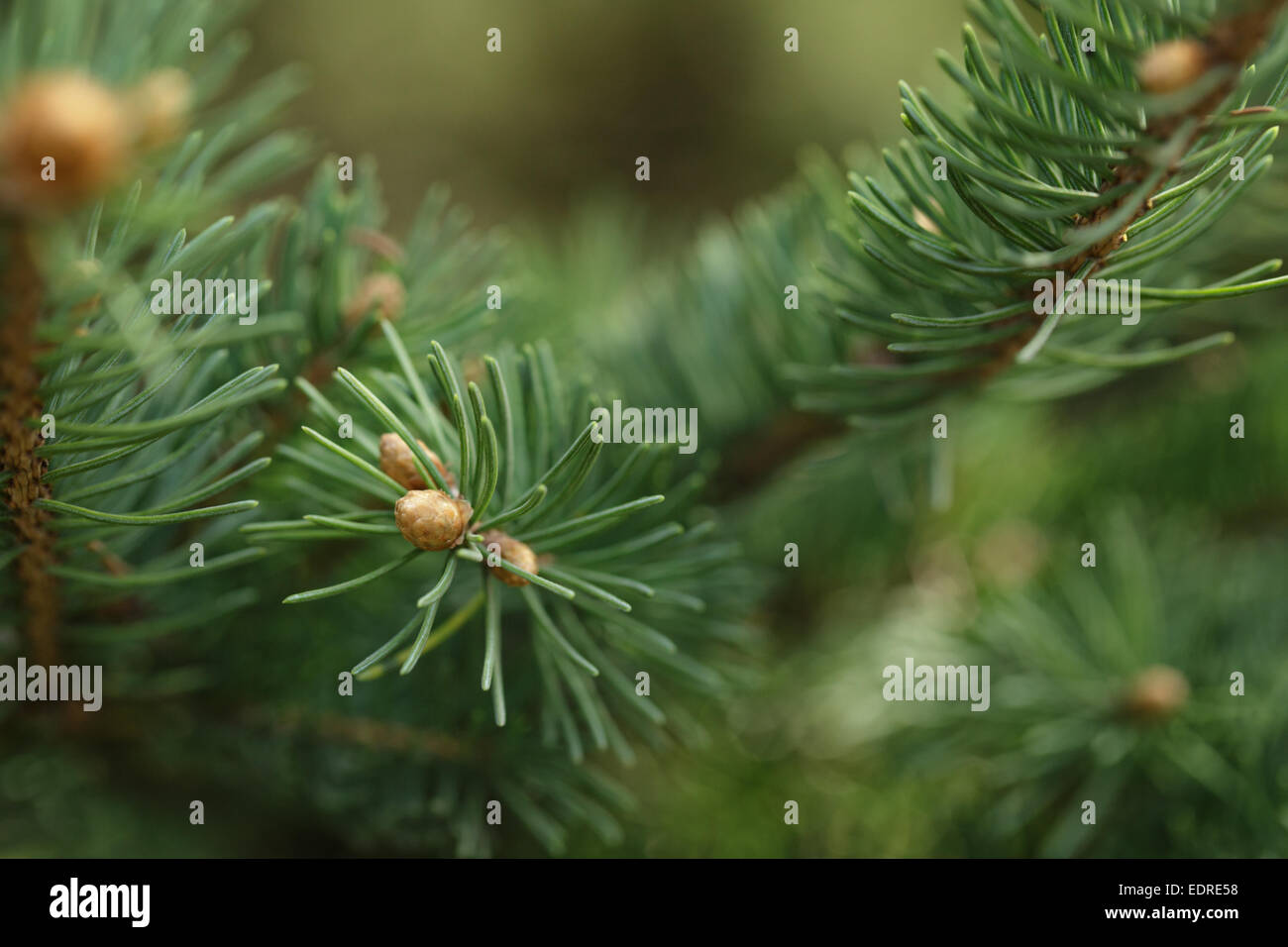 Cedar tree branch fresh buds hi-res stock photography and images - Alamy