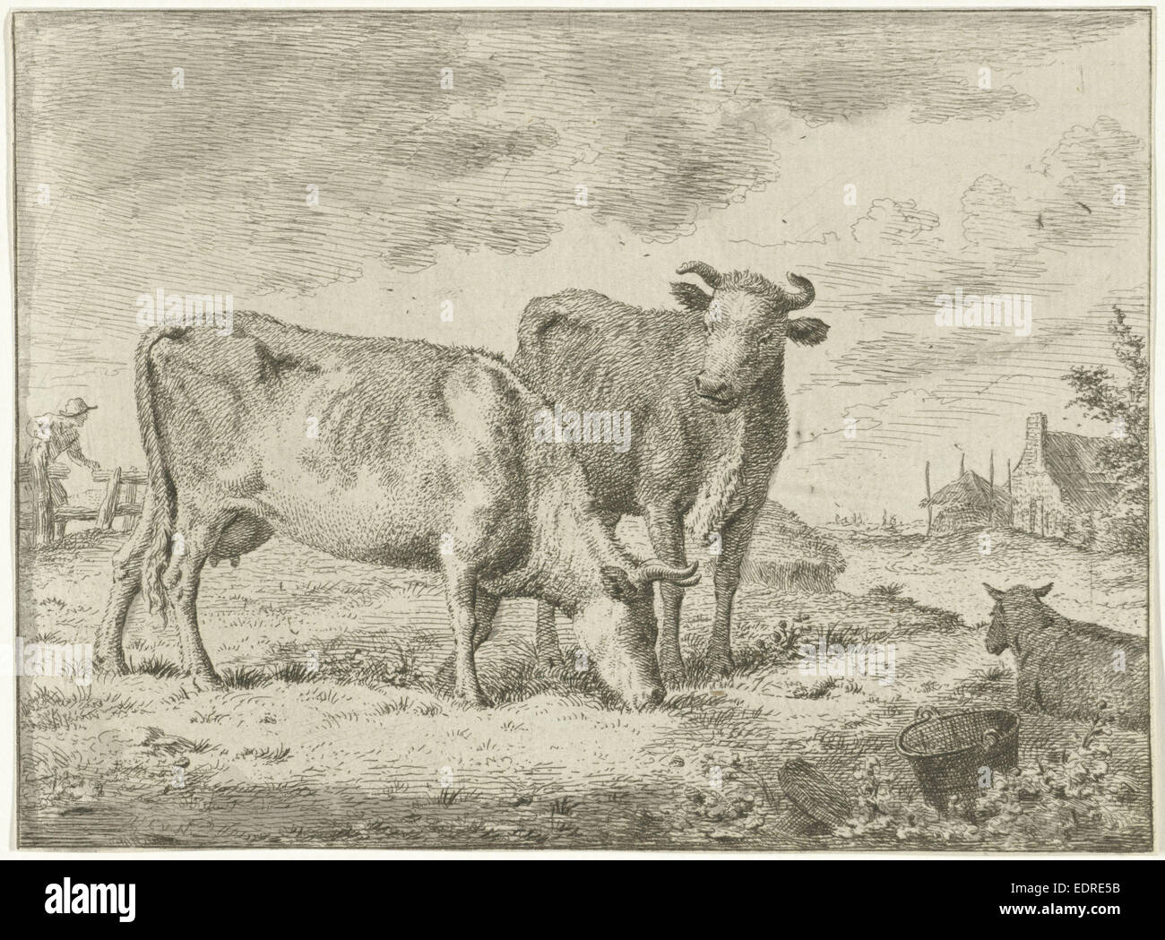 Two cows, Cornelis van Noorde, 1741 - 1795 Stock Photo - Alamy