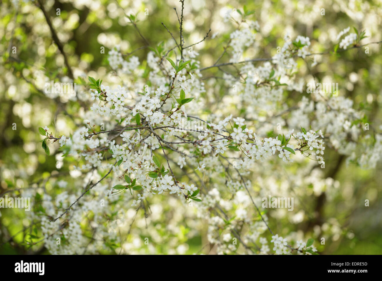 Asian Pear Blossoms High Resolution Stock Photography and Images - Alamy