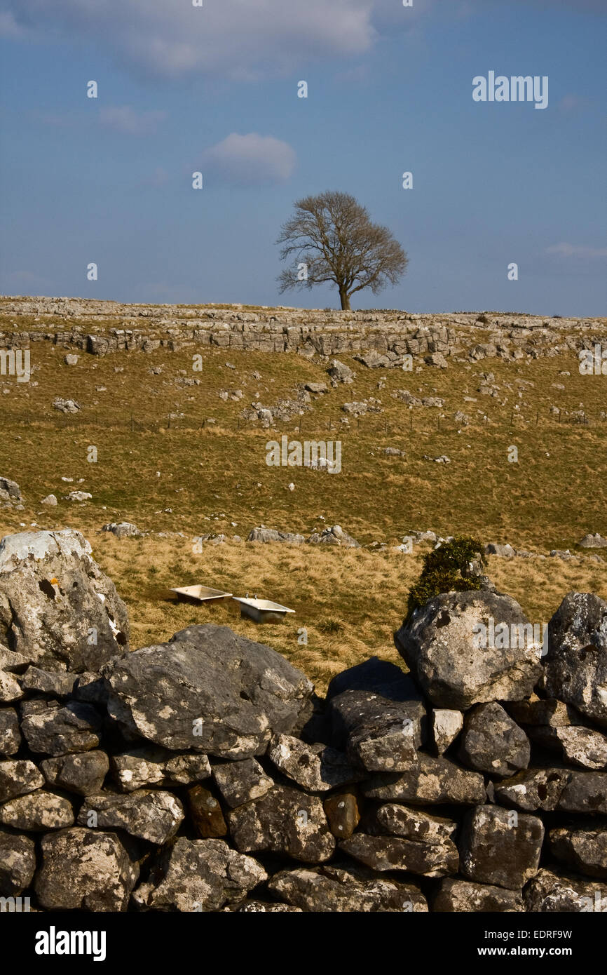 Malham tree hi-res stock photography and images - Alamy