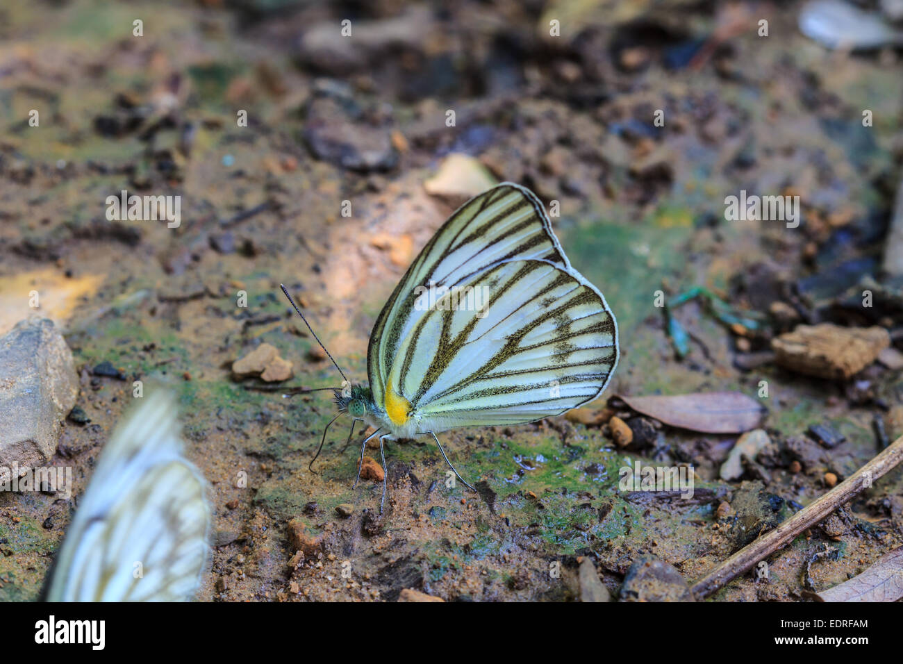Common buckeye butterfly on the ground hi-res stock photography and ...