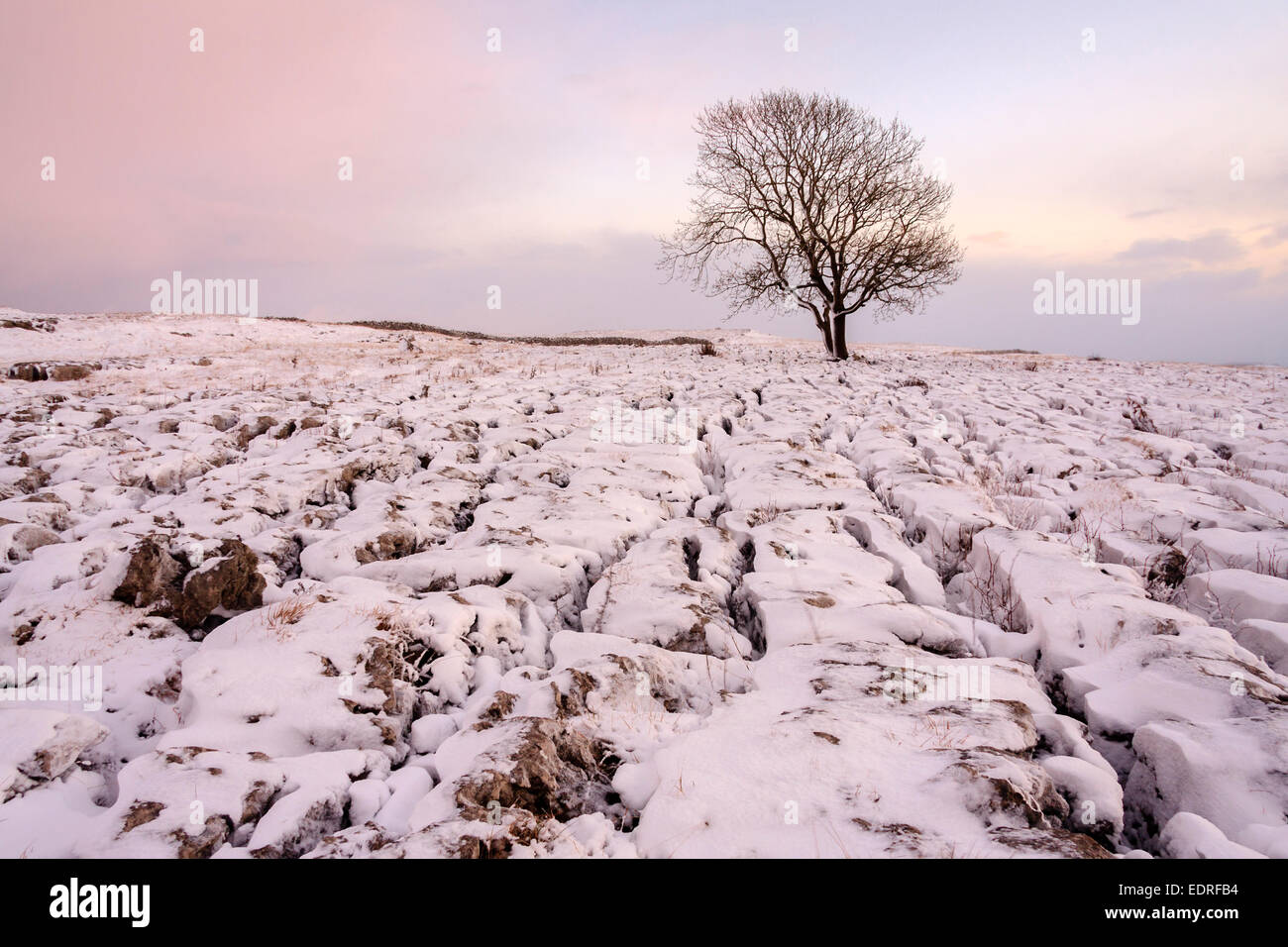 Lone tree malham yorkshire dales hi-res stock photography and images ...