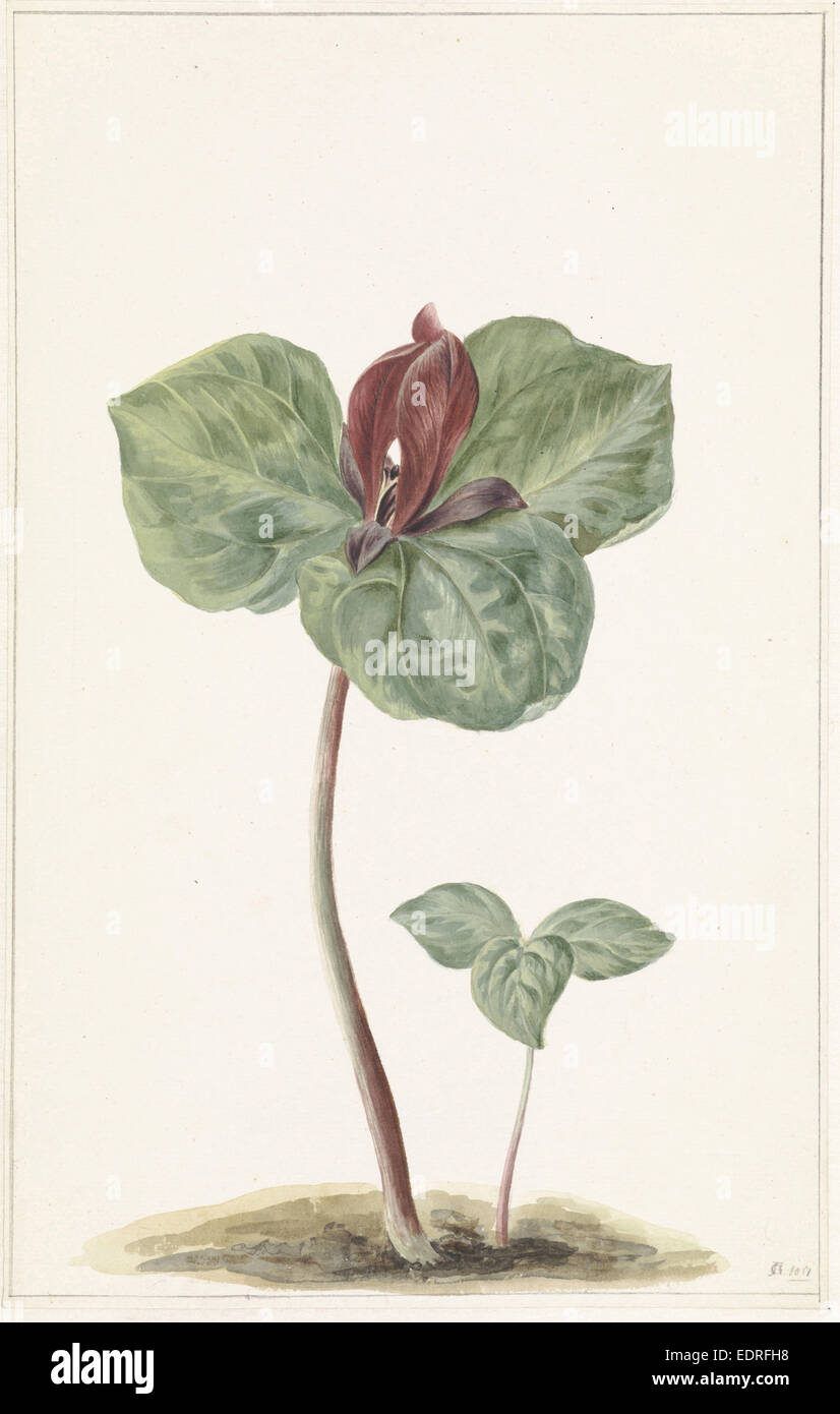 Cyclamen art hi-res stock photography and images - Alamy