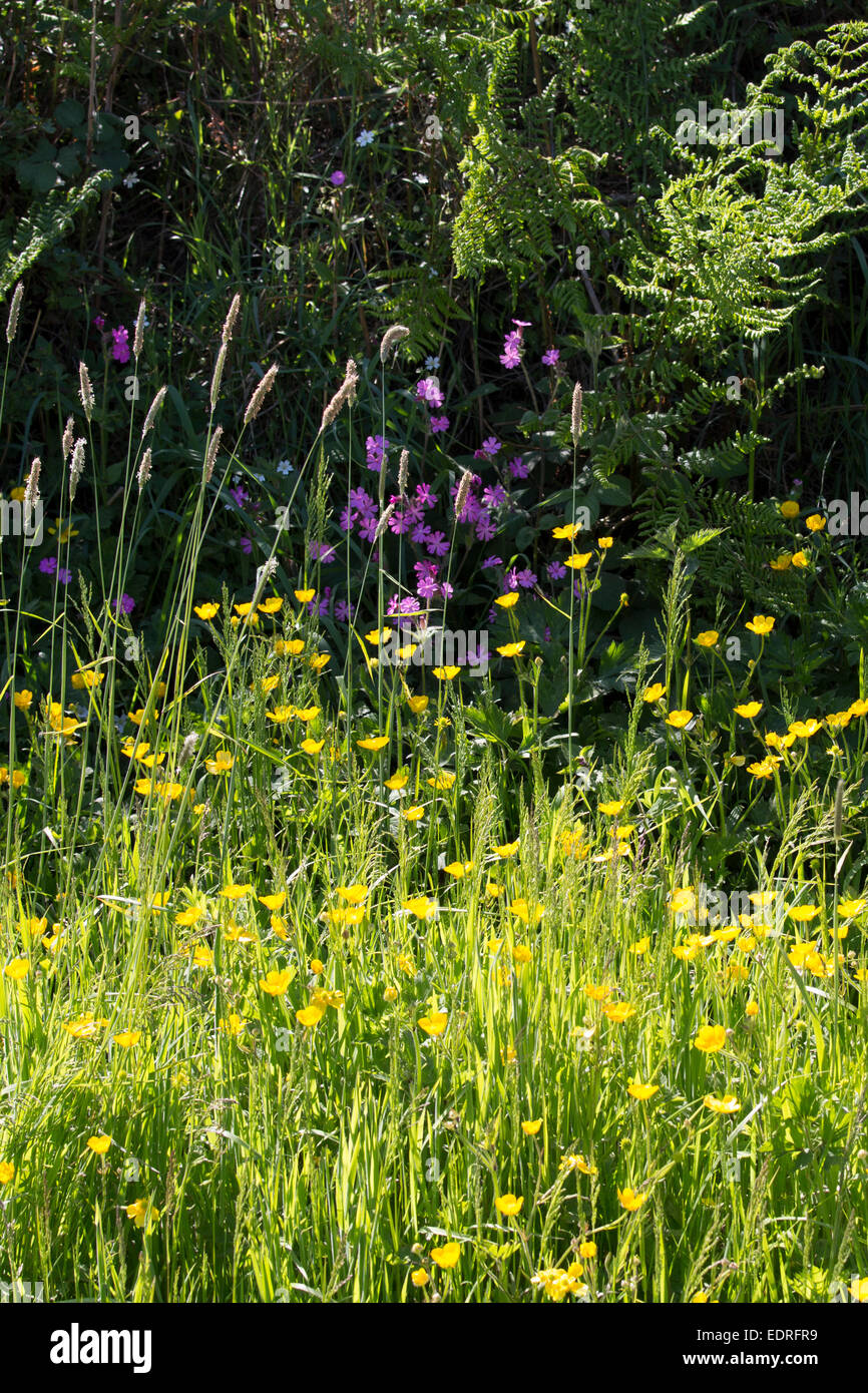 Cornwall hedgerow ferns hi-res stock photography and images - Alamy