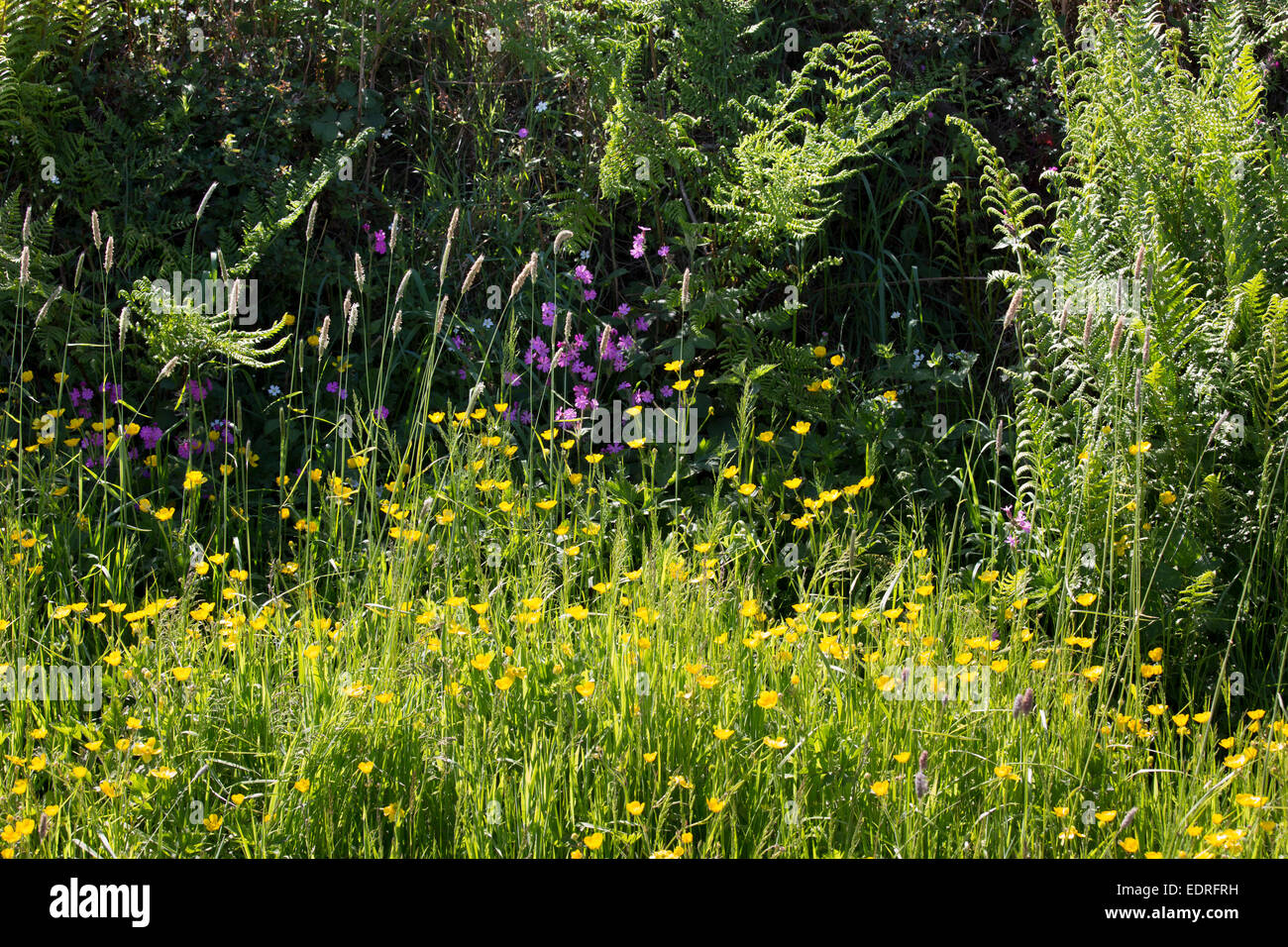 Traditional flowering hedgerow wildlife habitat in summertime in ...