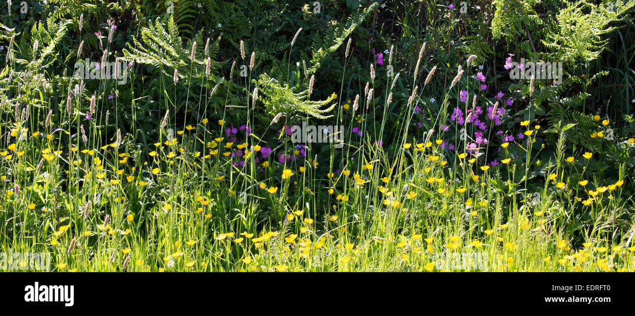 Traditional flowering hedgerow wildlife habitat in summertime in ...