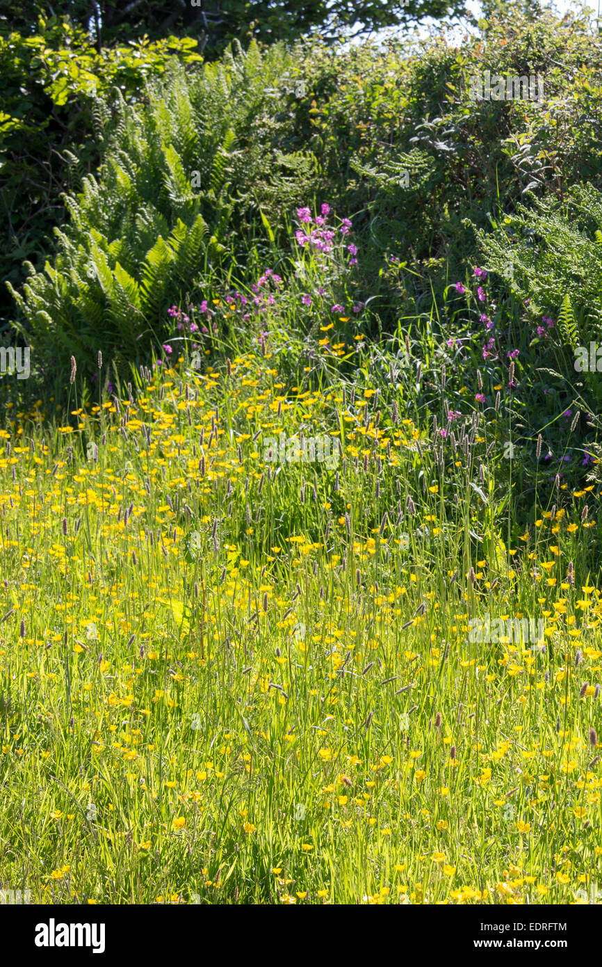 Cornwall hedgerow ferns hi-res stock photography and images - Alamy