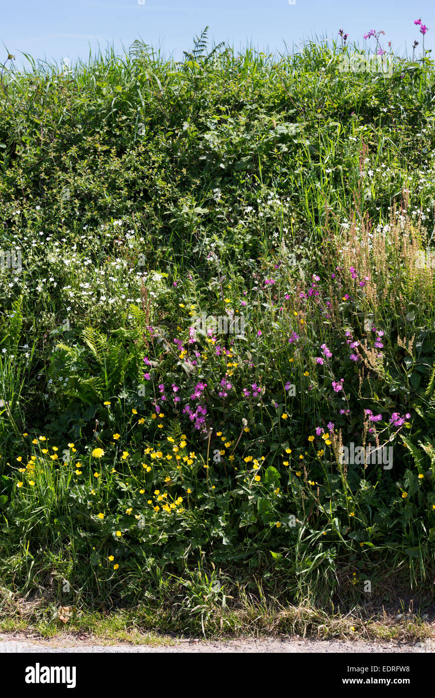 Traditional flowering hedgerow wildlife habitat in summertime in ...