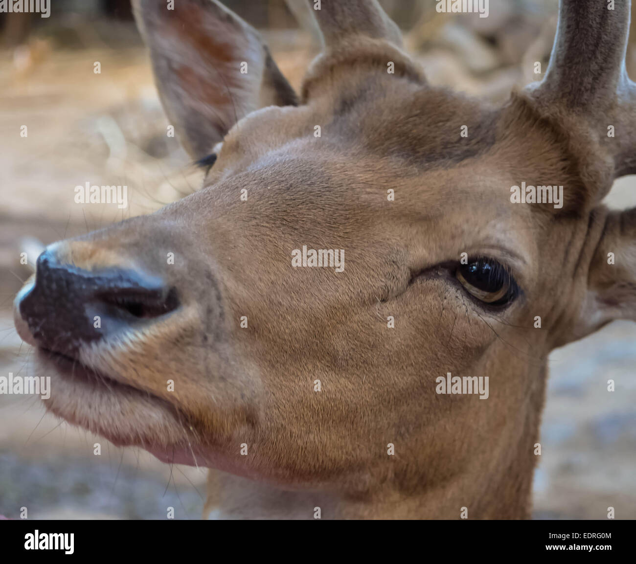 Beautiful head of an adult deer Stock Photo - Alamy