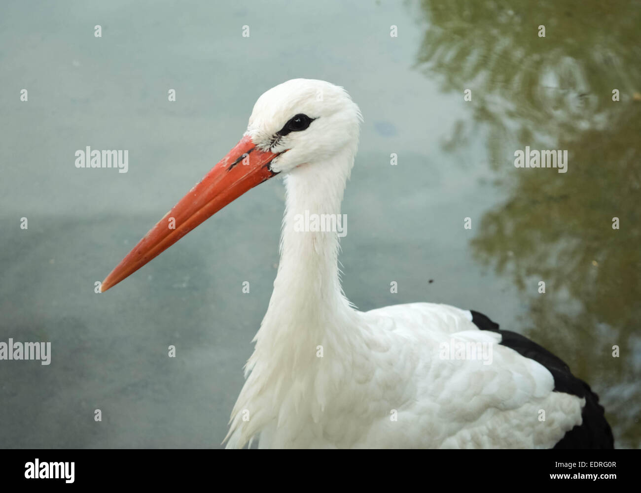 White stork with a red beak in water Stock Photo - Alamy