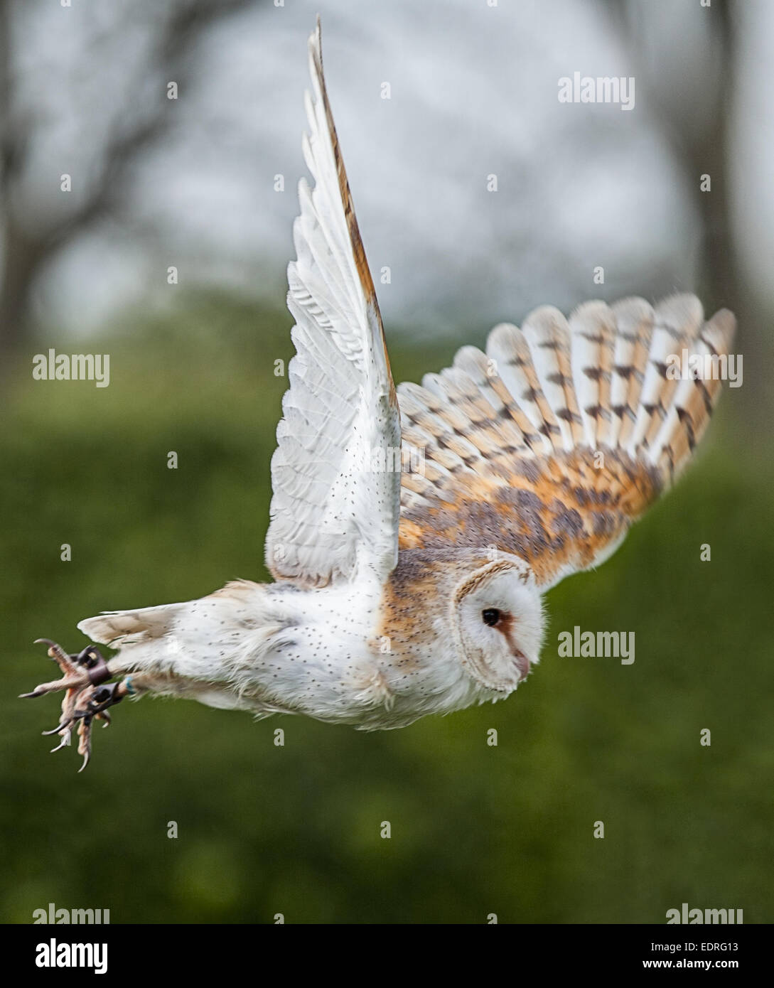 Flying owl white background hi-res stock photography and images - Alamy