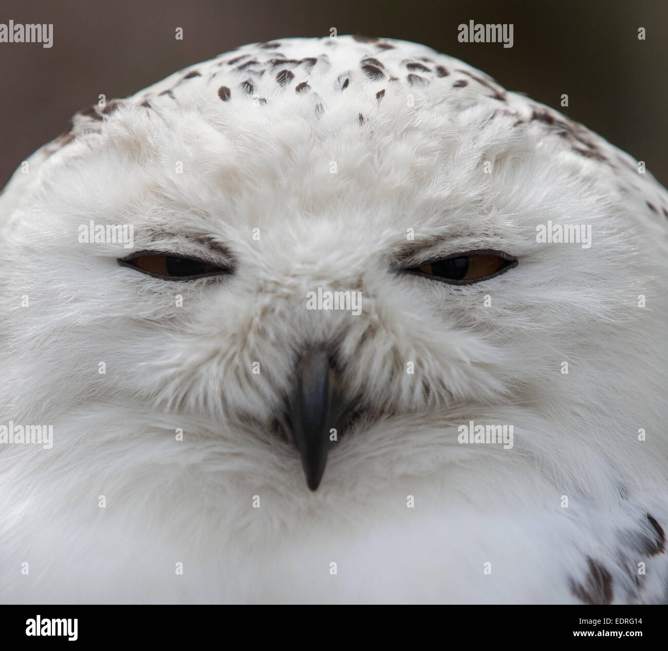 Owl head shot hi-res stock photography and images - Alamy