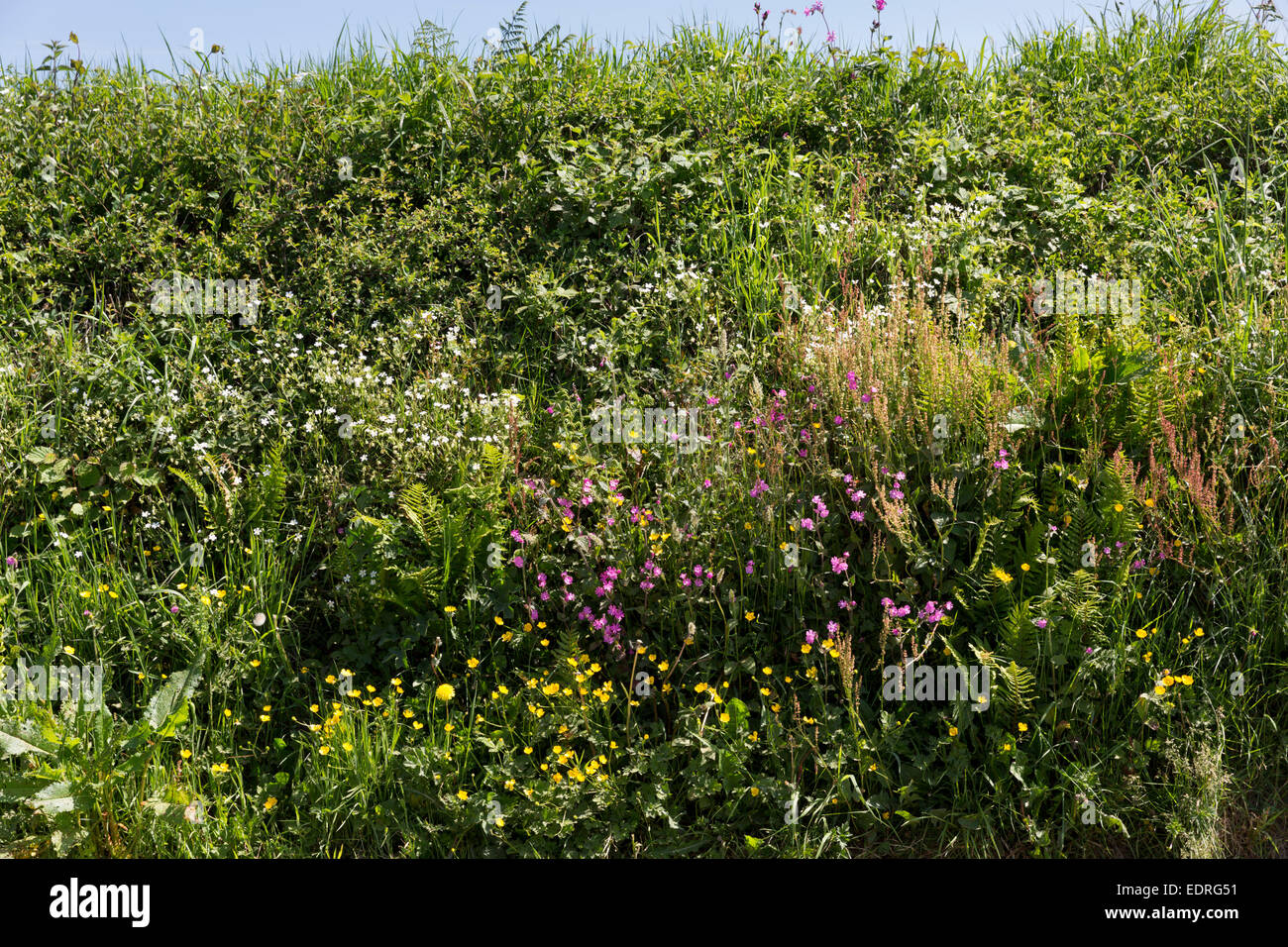 Traditional flowering hedgerow wildlife habitat in summertime in ...