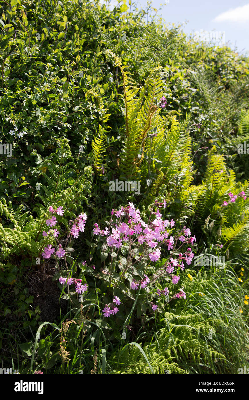 Traditional flowering hedgerow wildlife habitat in summertime in ...