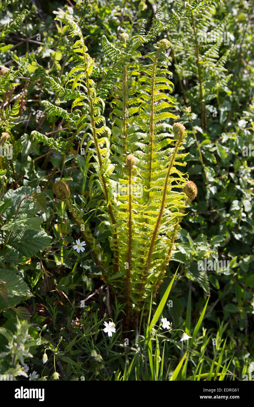 Ferns part of traditional flowering hedgerow wildlife habitat in ...