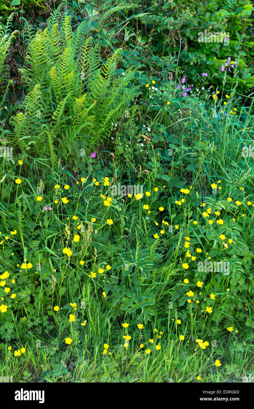 Traditional flowering hedgerow wildlife habitat in summertime in ...
