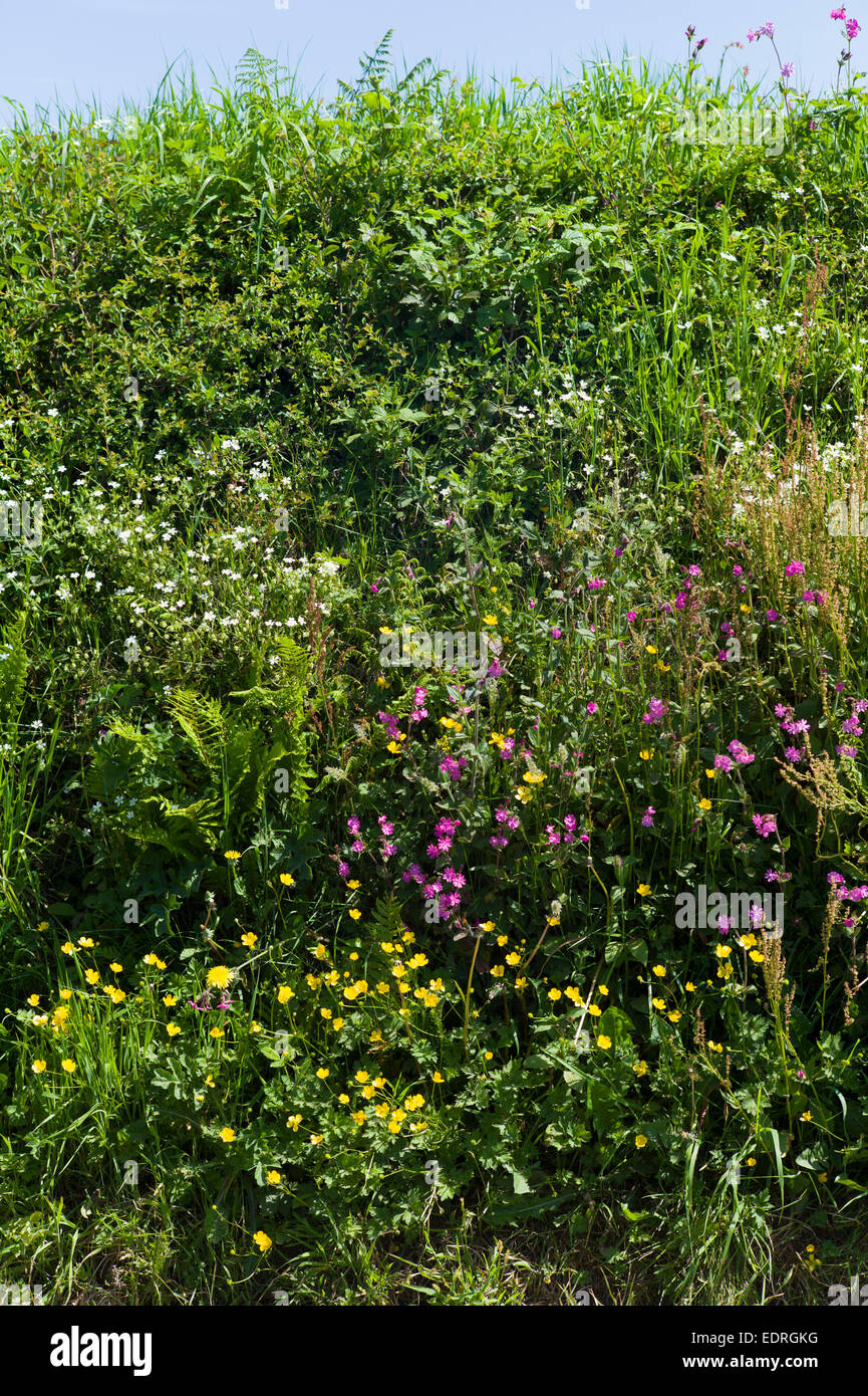 Hedgerow Uk Wildflowers High Resolution Stock Photography and Images ...