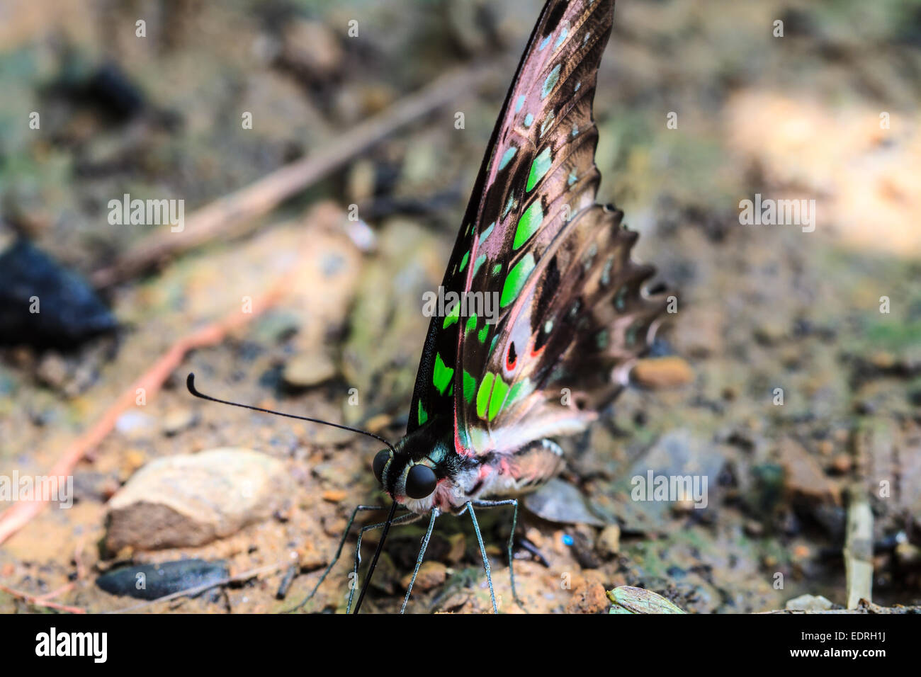 Beautiful Butterfly on ground in a forest Stock Photo - Alamy