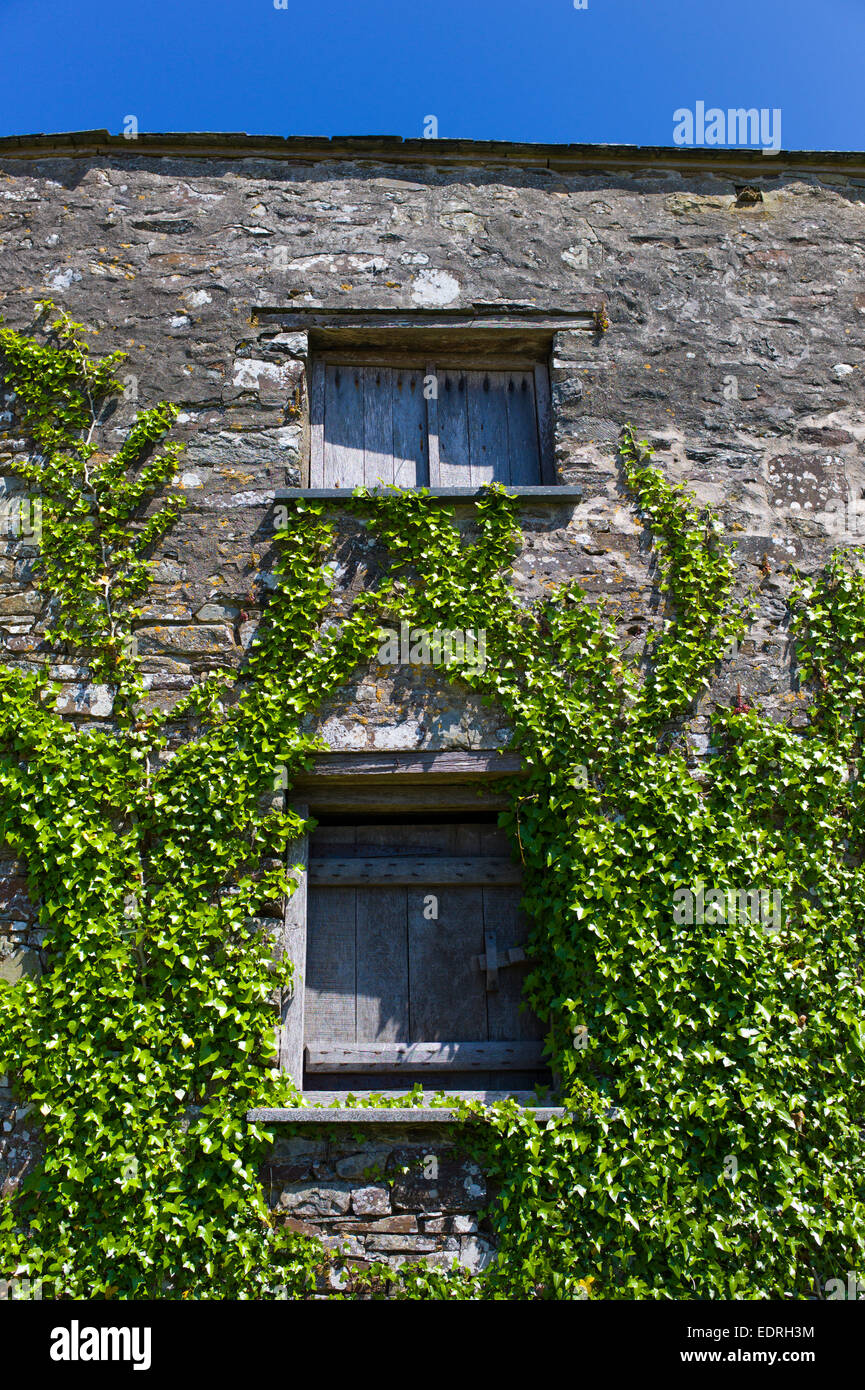 Barn doors of ancient ivy-covered, Hedera helix, old stone farm ...