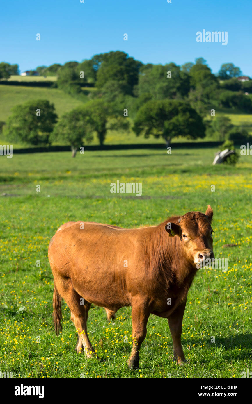 Brown bull - possibly South Devon breed - in buttercup meadow pasture ...