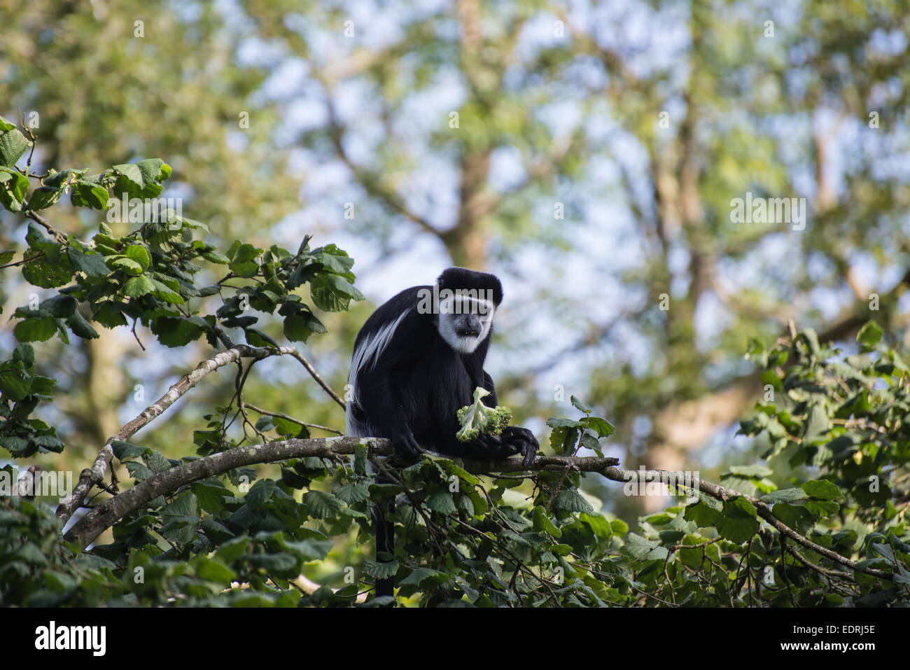 De brazza hi-res stock photography and images - Alamy