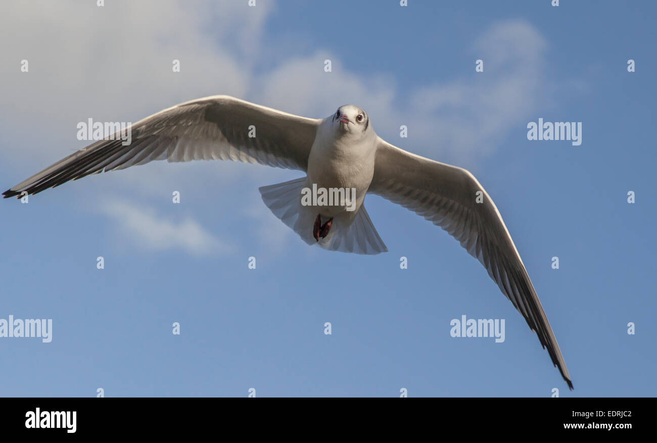 Flying the wing hi-res stock photography and images - Alamy