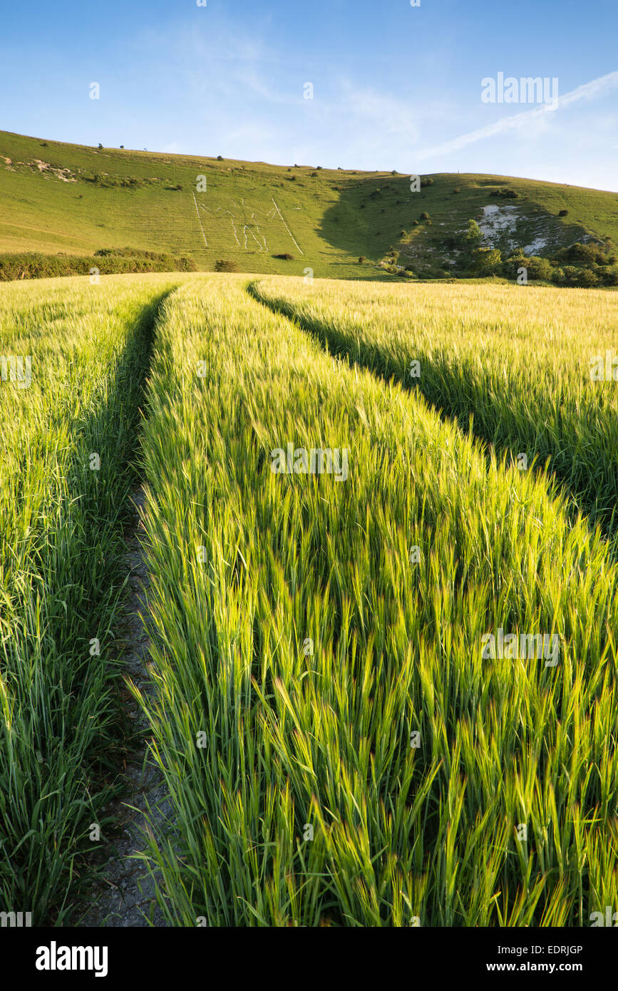 Summer landscape image of ancient chalk carving in hillside Long Man of ...