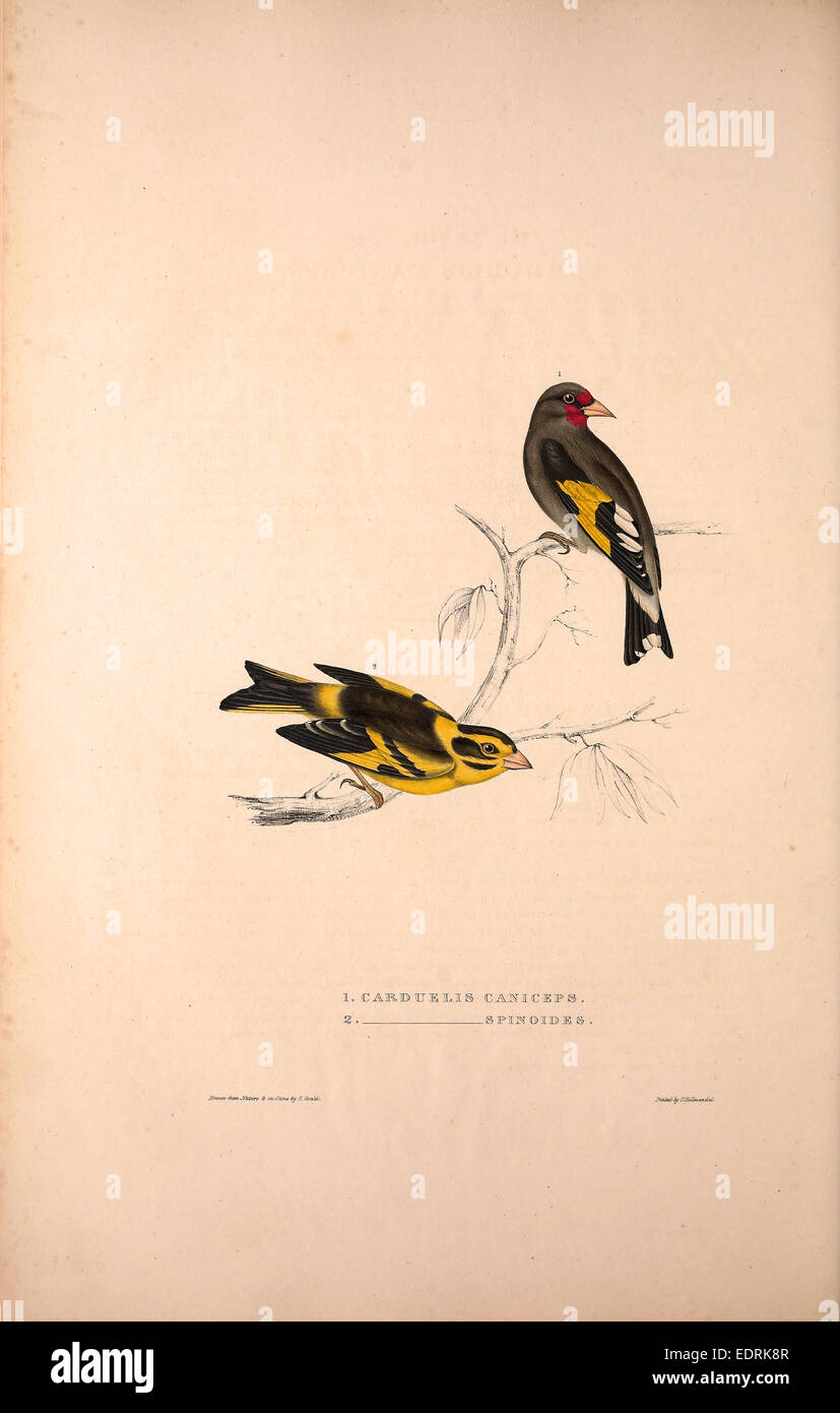 Grey headed goldfinch hi-res stock photography and images - Alamy