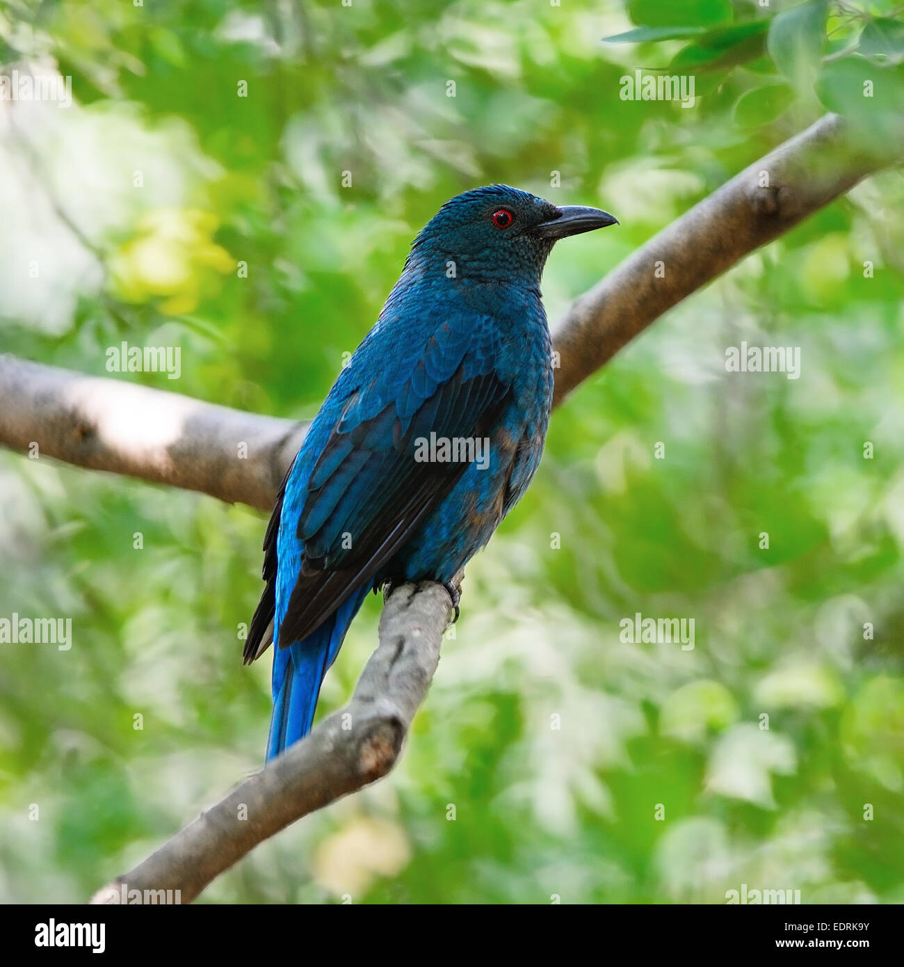 Blue bird female asian fairy hi-res stock photography and images - Alamy