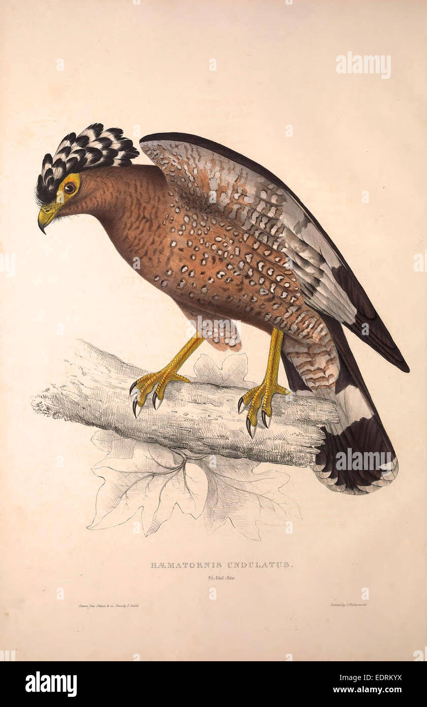Haematornis Undulatus, Hawk. Birds from the Himalaya Mountains ...