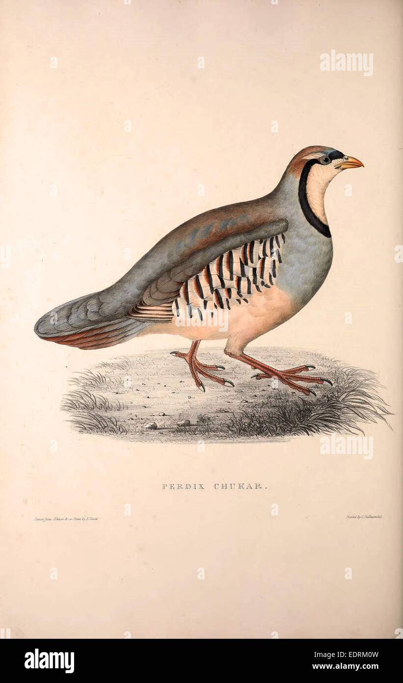 Eurasian upland gamebird hi-res stock photography and images - Alamy