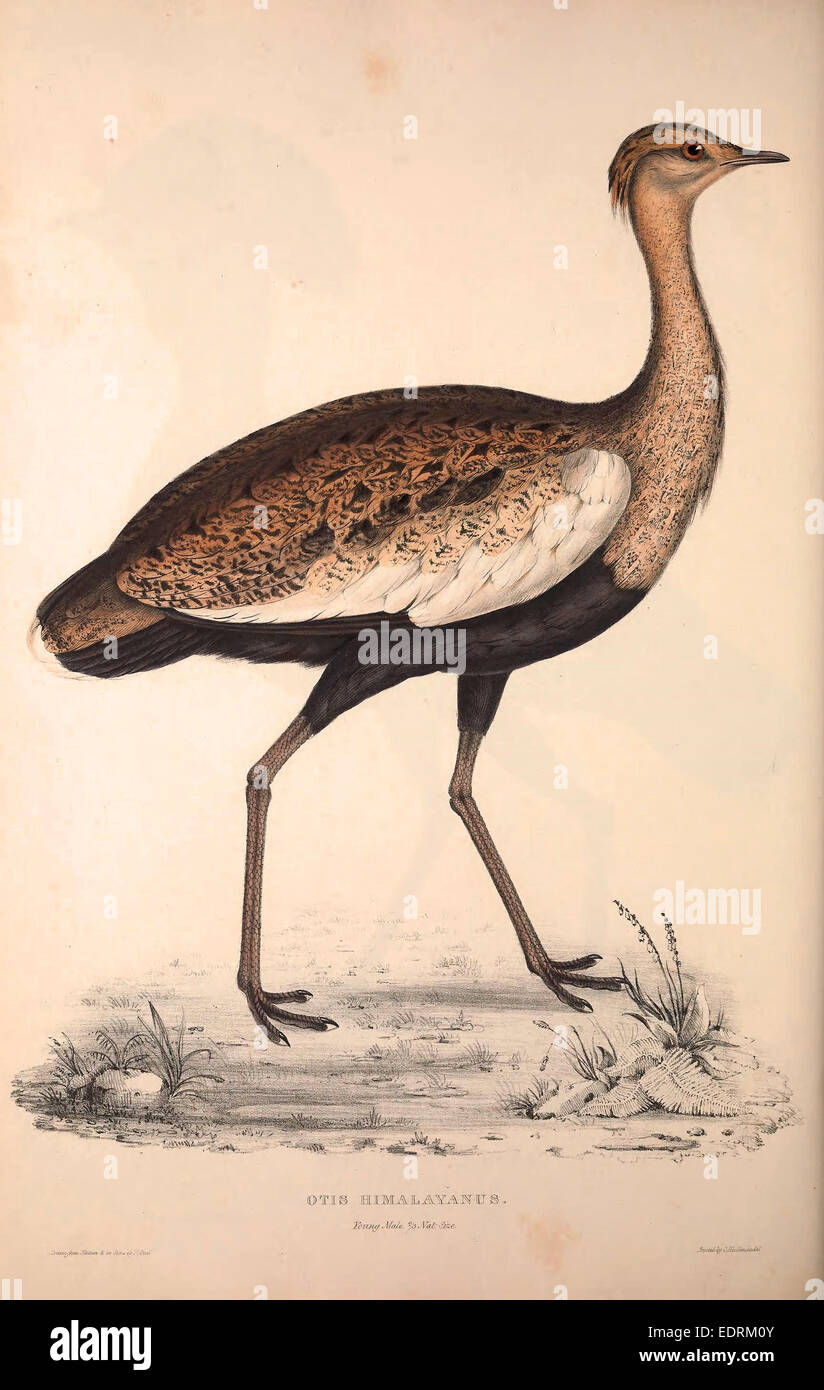 Otis Himalayanus (young male) or Delicious Bustard, Otis deliciosa ...