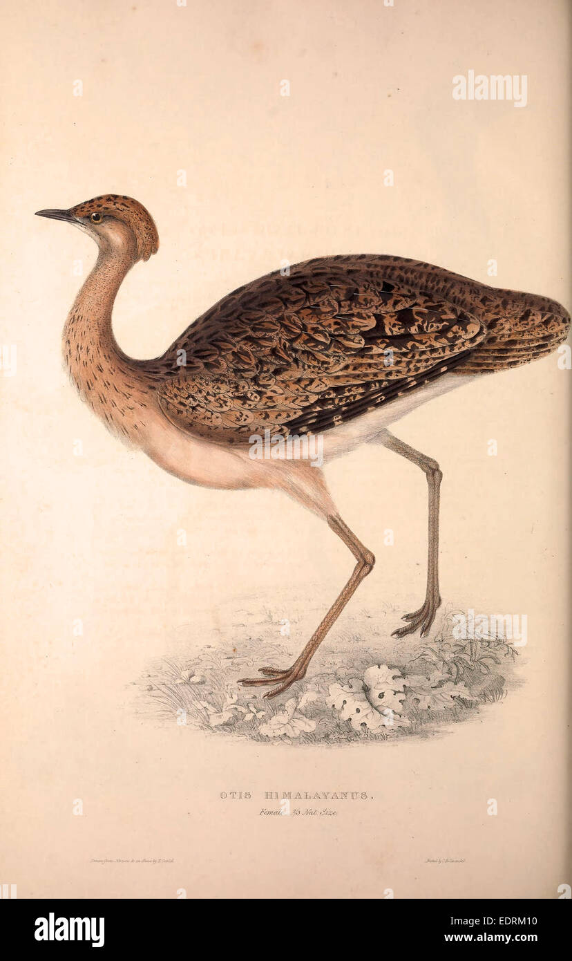 Otis Himalayanus (female) or Delicious Bustard, Otis deliciosa. Birds ...