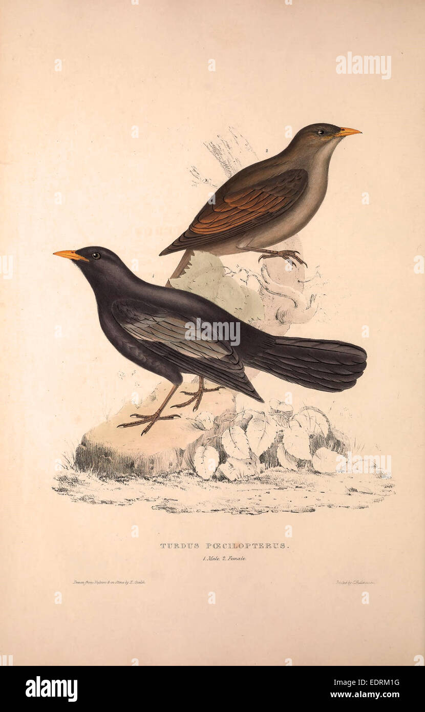 Turdus Poecilopterus, Aztec Thrush. Birds from the Himalaya Mountains ...