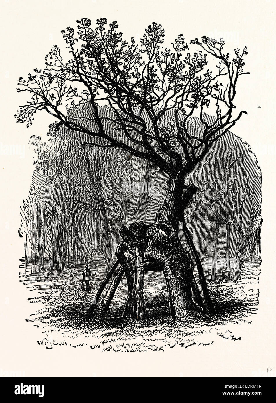 The Greendale Oak, UK, England, engraving 1870s, Britain Stock Photo ...