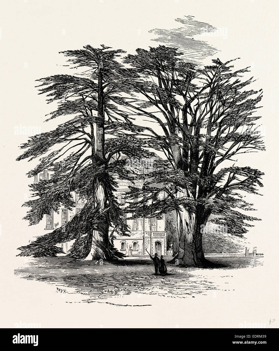 The Cedars, Wilton House, UK, England, engraving 1870s, Britain Stock ...