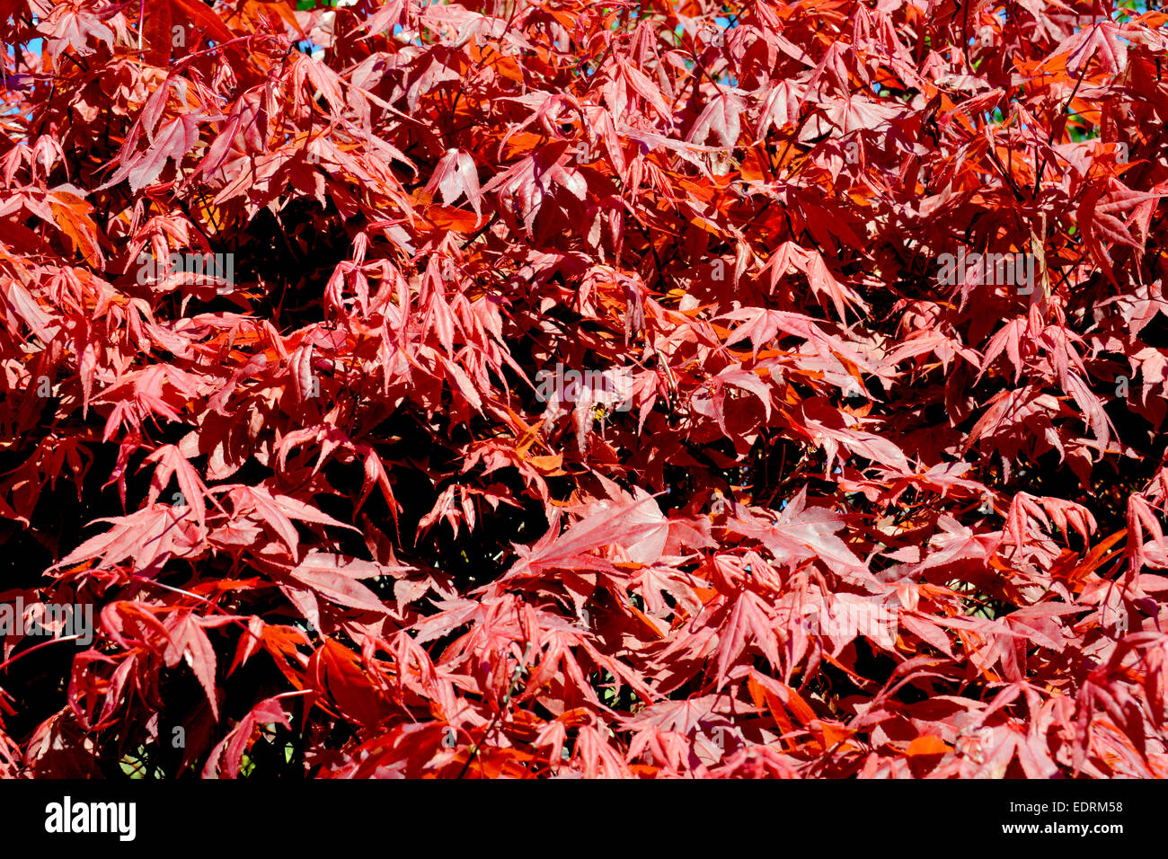 Acer Genus High Resolution Stock Photography and Images - Alamy