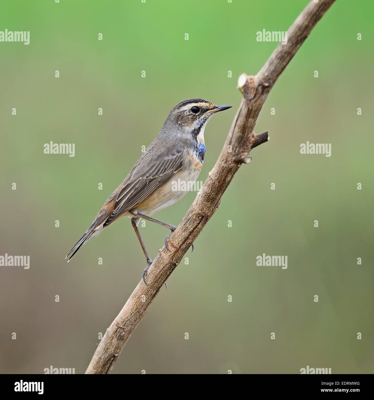 Beautiful blue bird, male Bluethroat (Luscinia svecica), standing on ...