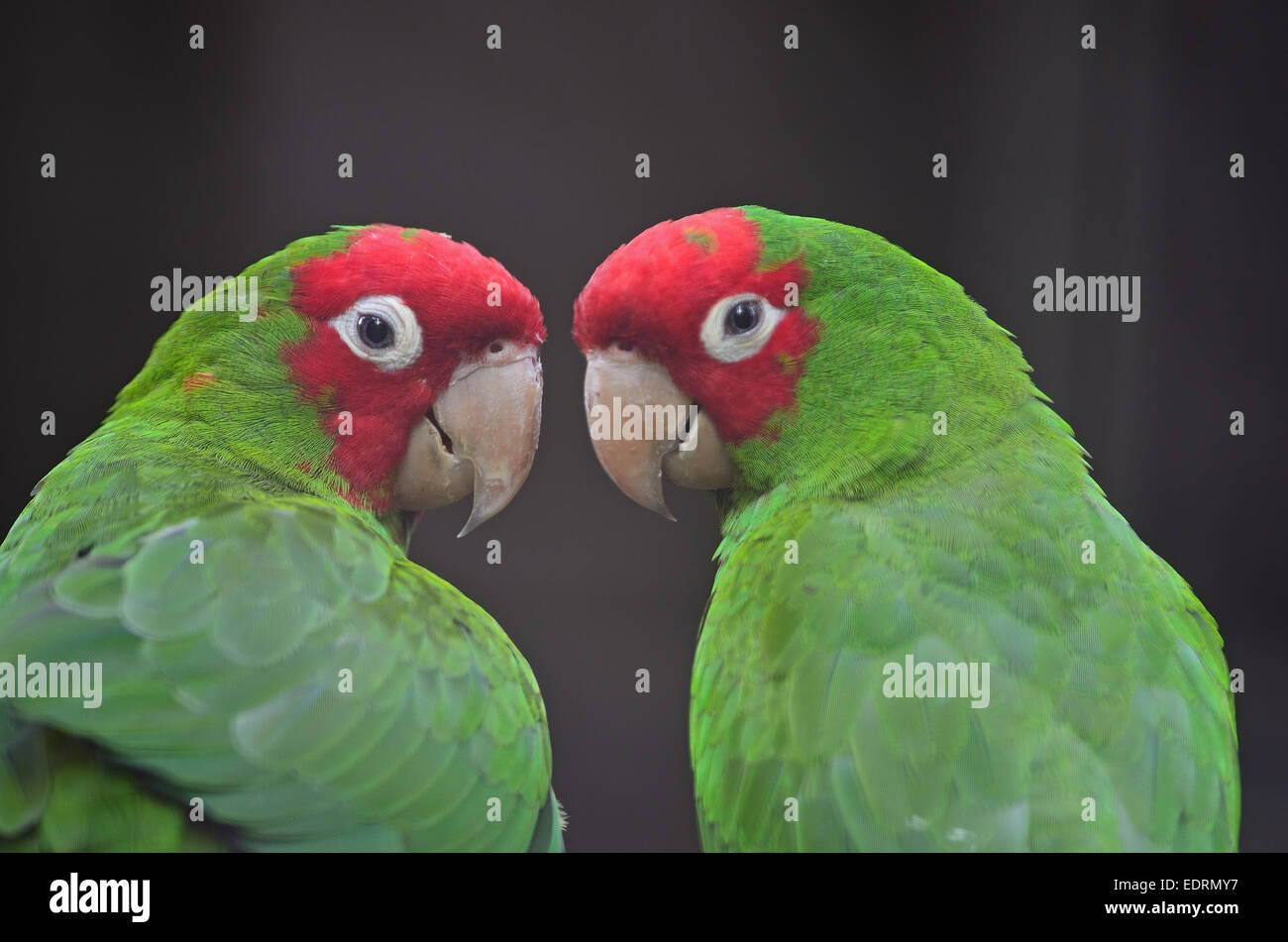 Colorful Red Masked Conure or Cherry-headed Conure (Aratinga ...