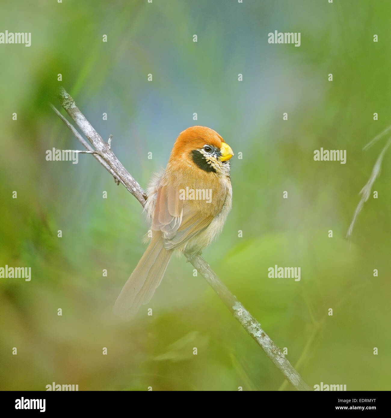 Beautiful Parrotbill, Spot-breasted Parrotbill (Paradoxornis ...