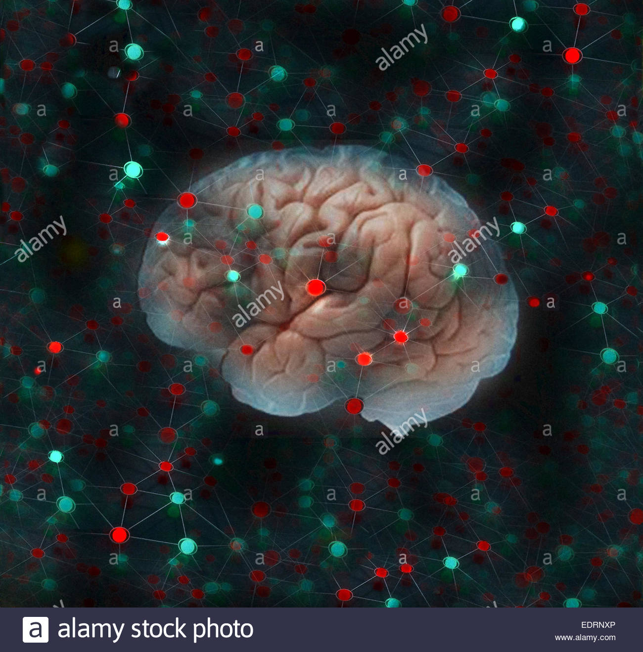 Anatomy Human Brain Side View Stock Photos & Anatomy Human Brain Side ...