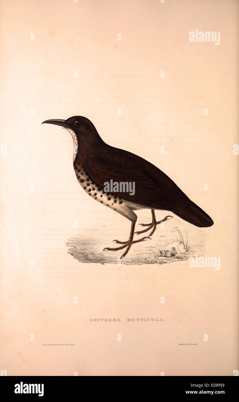 Zoothera Monticola, Long-billed Thrush. Birds from the Himalaya ...