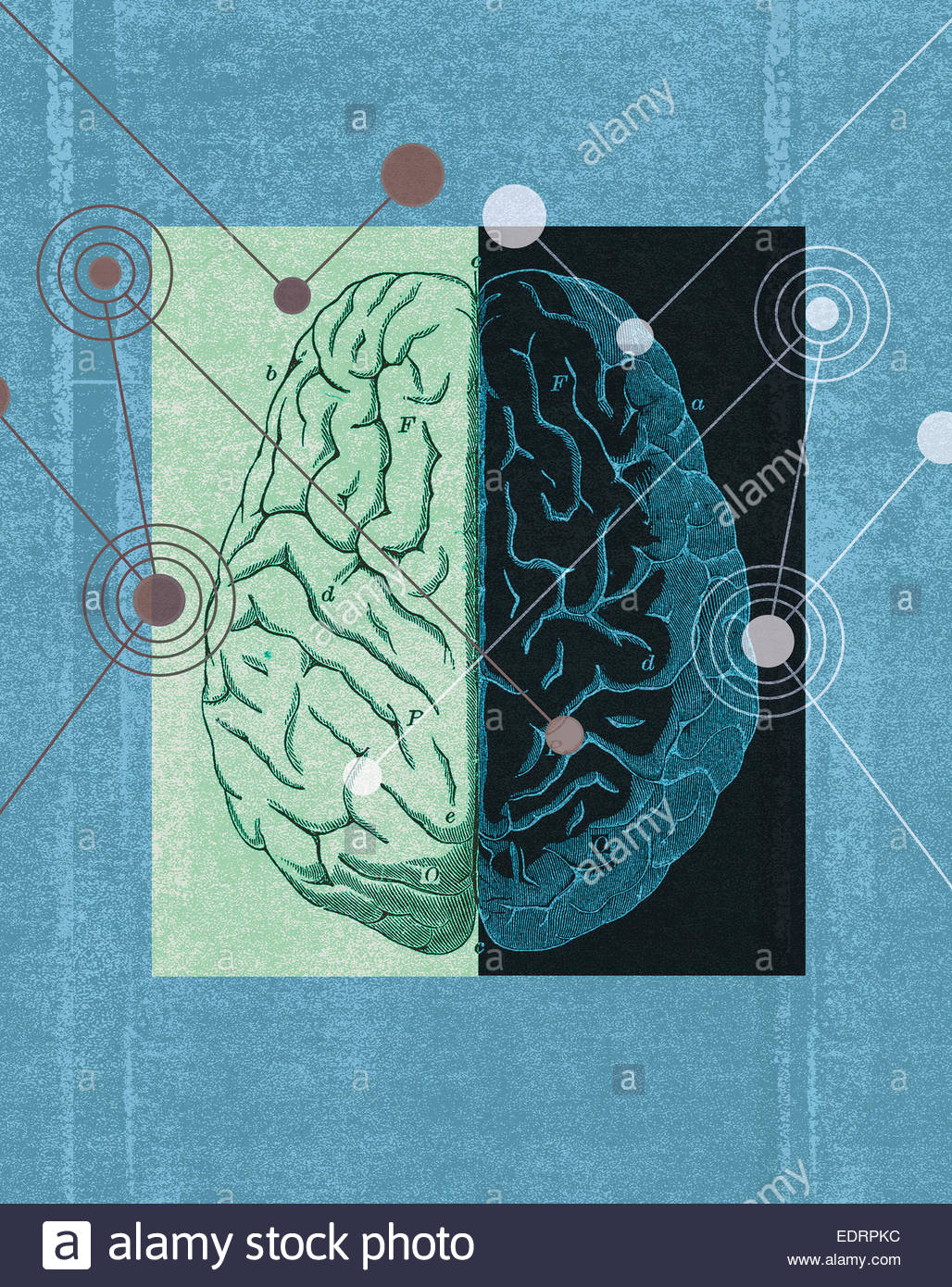 Left Brain Stock Photos & Left Brain Stock Images - Alamy
