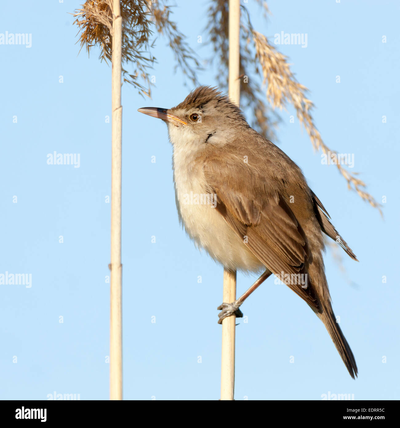 Great Reed Warbler (Acrocephalus arundinaceus).Wild bird in a natural ...