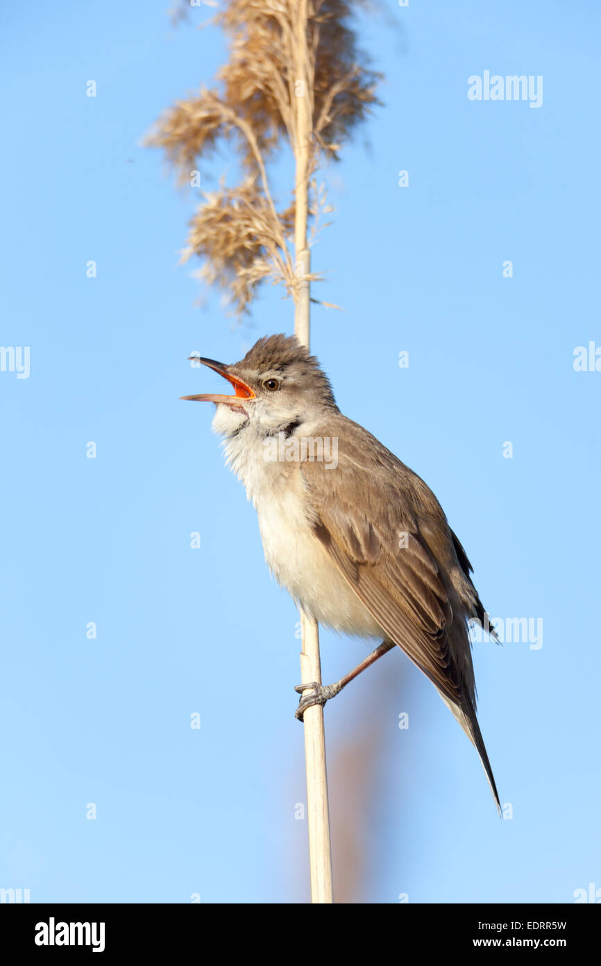Great Reed Warbler (Acrocephalus arundinaceus).Wild bird in a natural ...