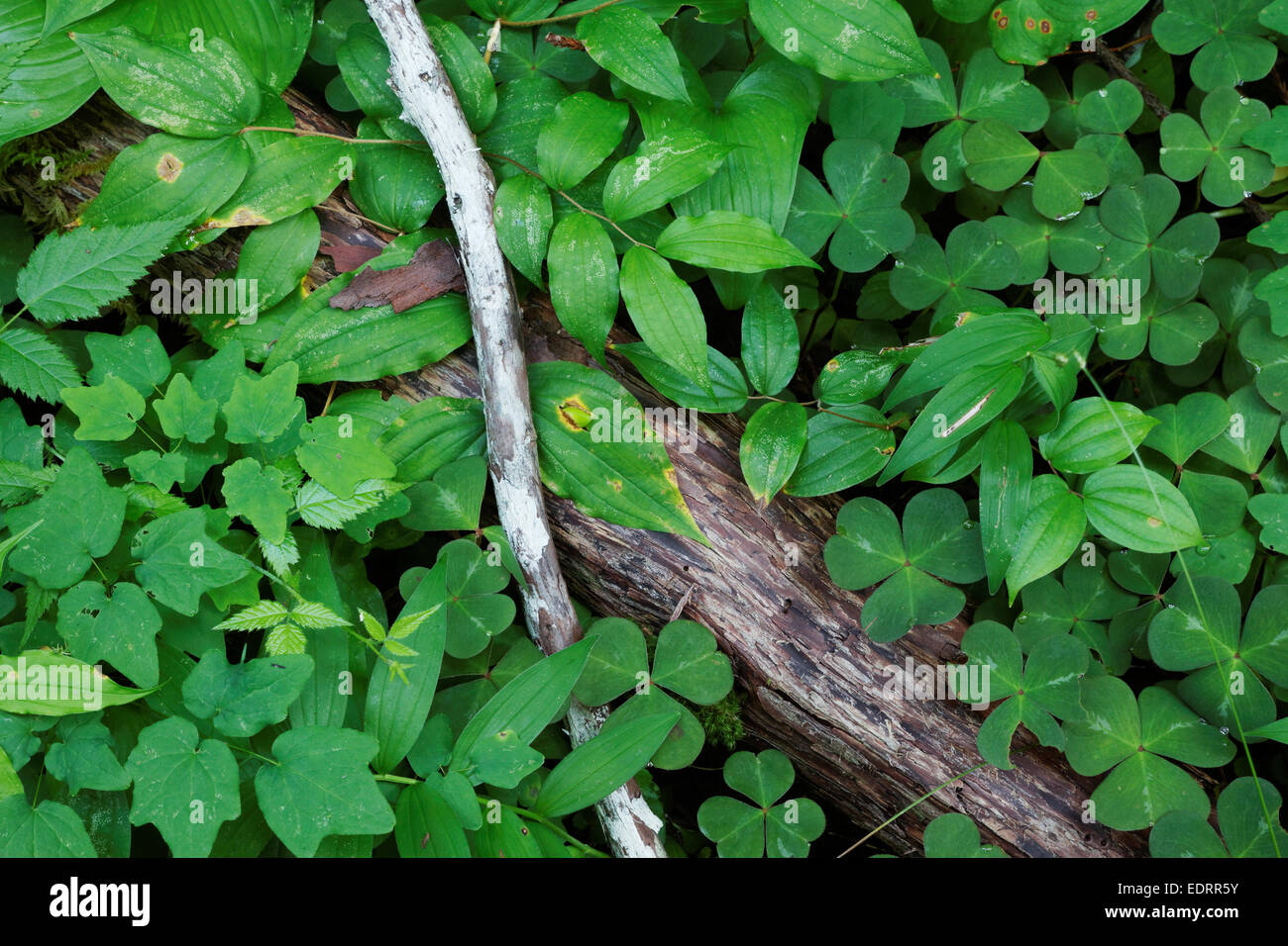 Greenery on forest floor, Del Norte Coast Redwoods State Park, Del ...