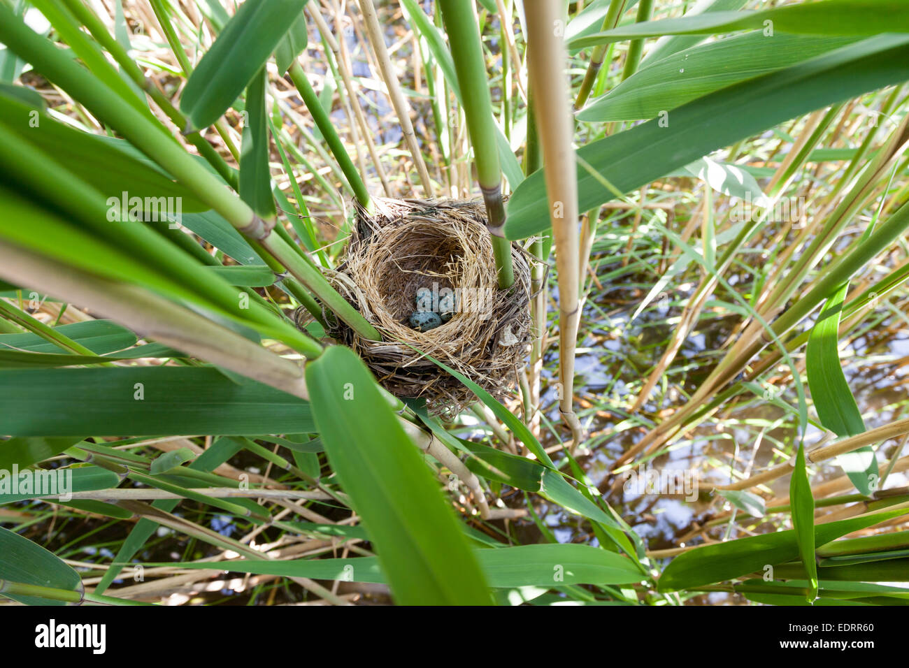Nest of the Great Reed Warbler (Acrocephalus arundinaceus) in the ...