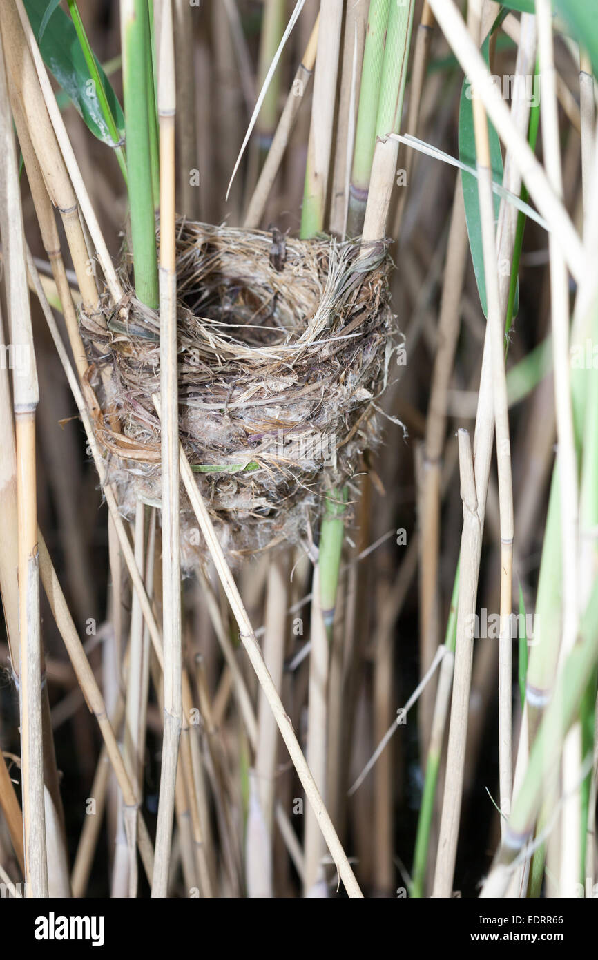 Nest of the Great Reed Warbler (Acrocephalus arundinaceus) in the ...