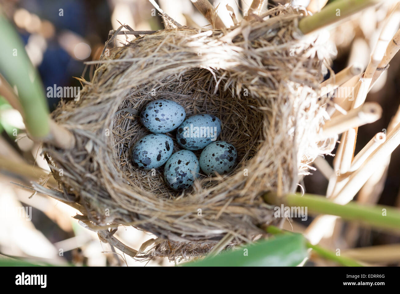Nest of the Great Reed Warbler (Acrocephalus arundinaceus) in the ...